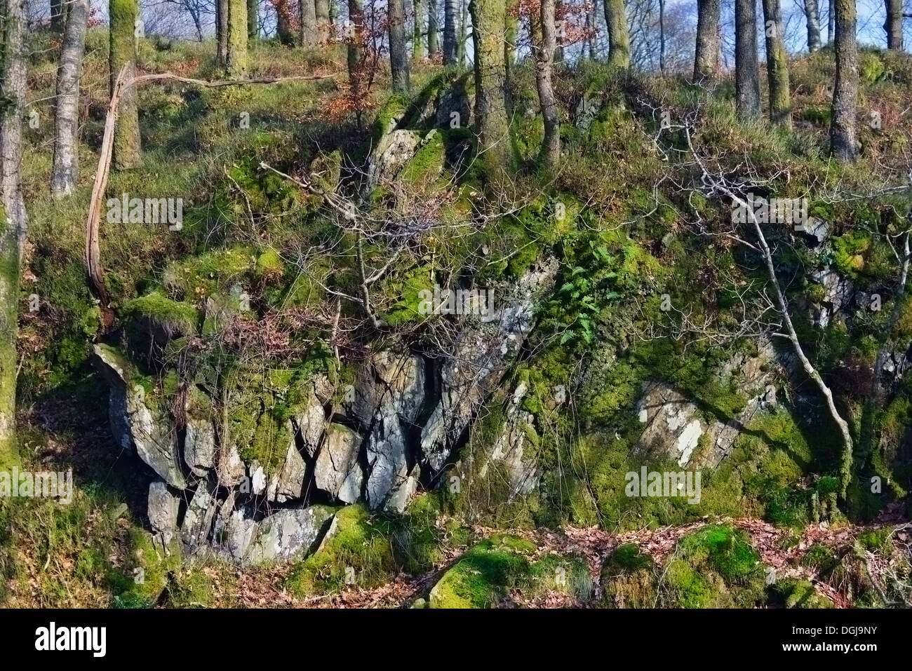 Grizedale forest lake district hi-res stock photography and images - Alamy