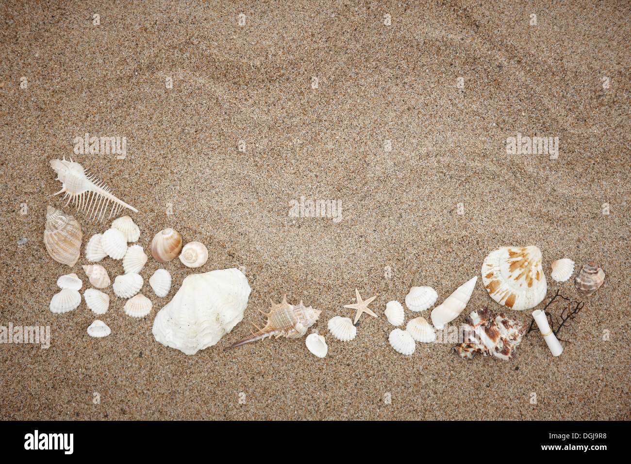 several sea shells on the beach Stock Photo - Alamy