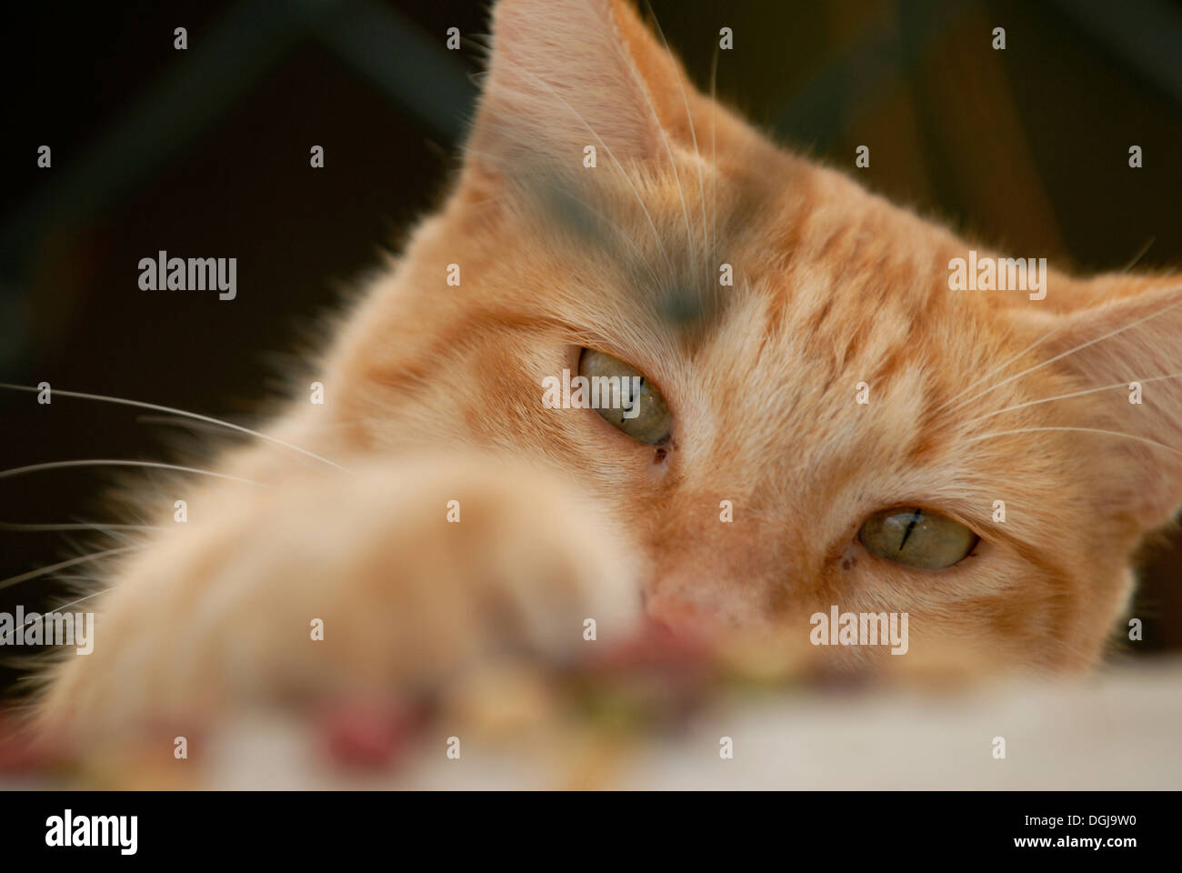 Portrait of a cat eating Stock Photo - Alamy