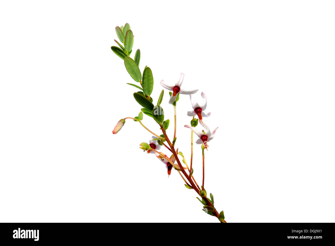 Cranberry flowers (Vaccinium macrocarpon Stock Photo - Alamy