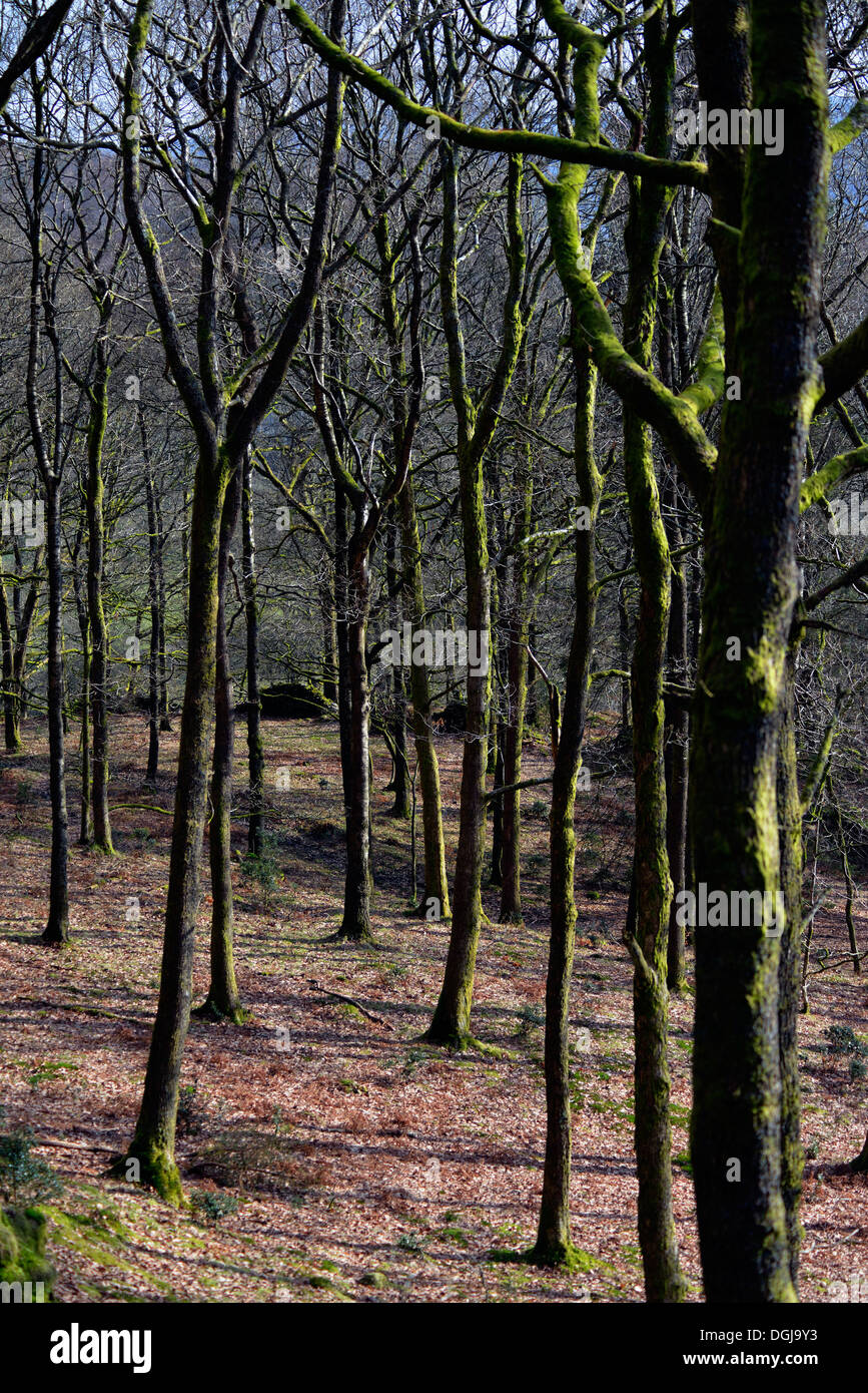 Spindly trees hi-res stock photography and images - Alamy