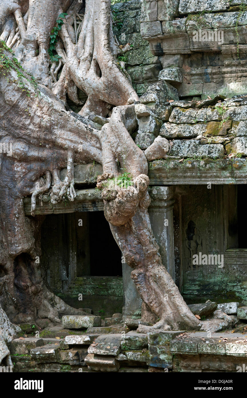 Tree roots of a tropical strangler fig tree overgrowing the walls of ...