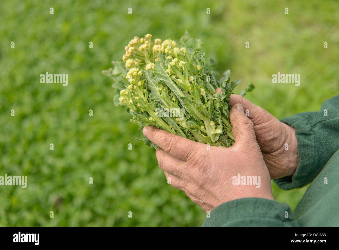 Do not like broccoli hi-res stock photography and images - Alamy