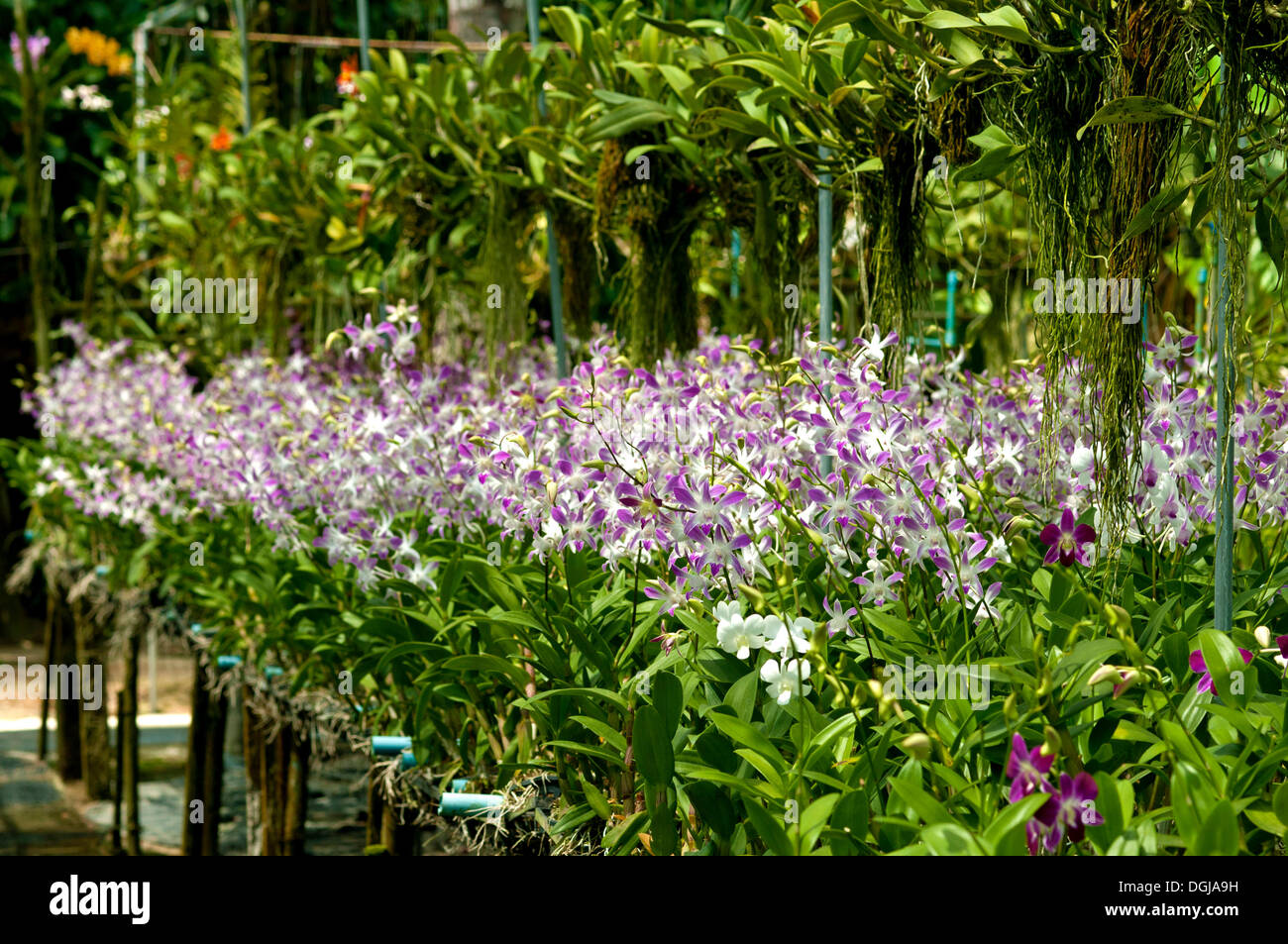 Orchid farm thailand hi-res stock photography and images - Alamy