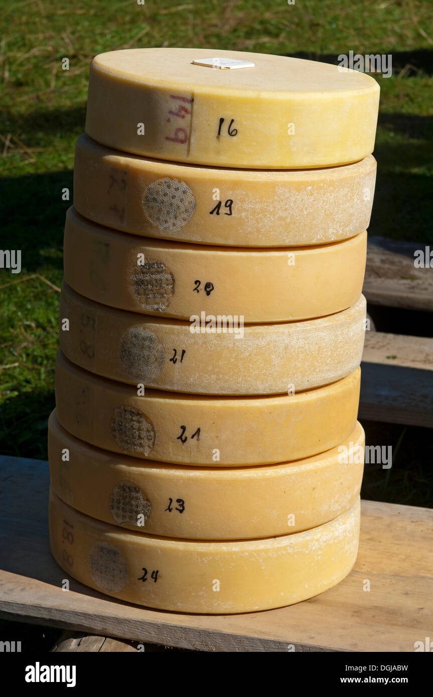 Stacked wheels of round Swiss Alpine cheese for distribution to the ...