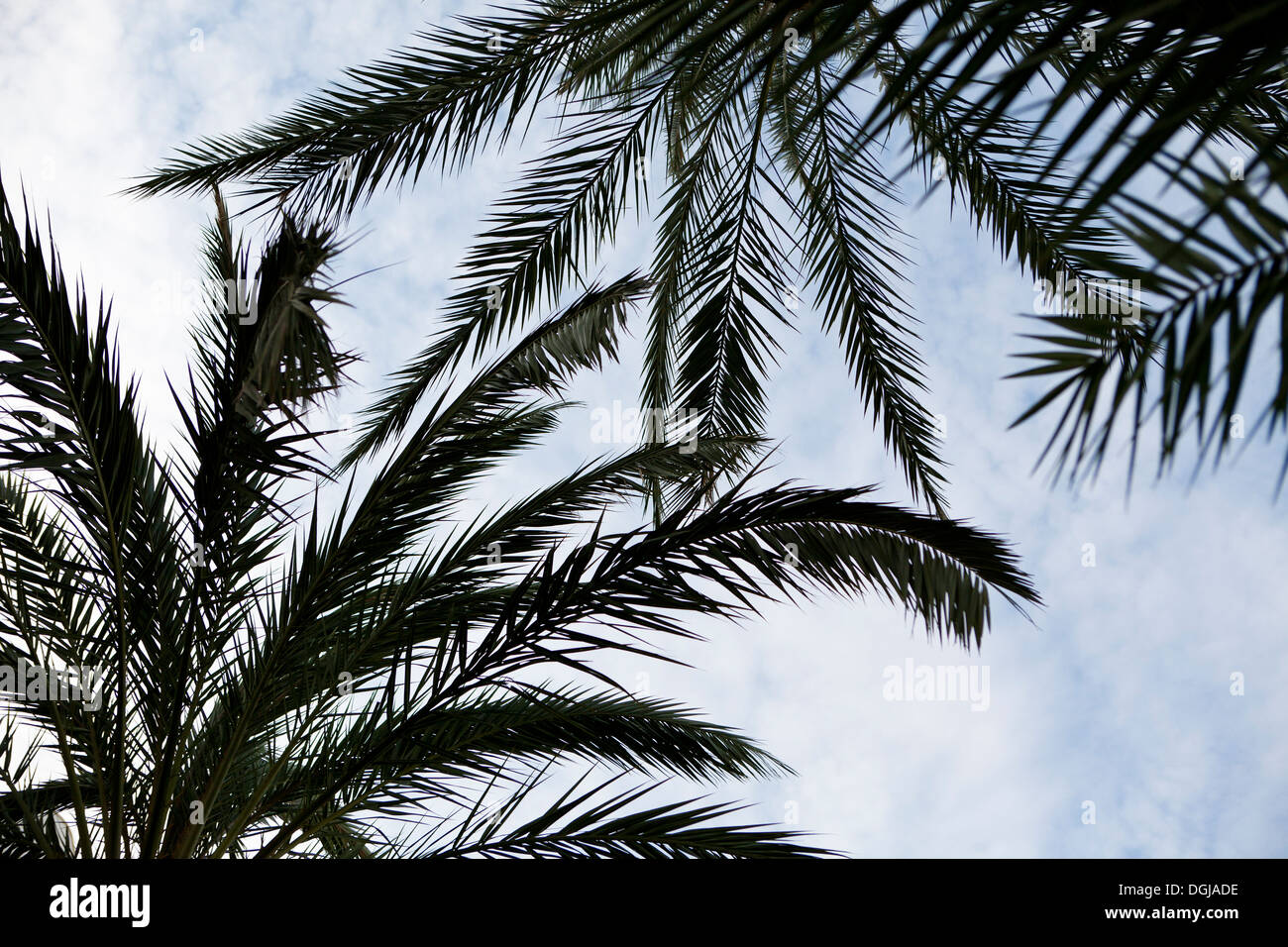 Palm Trees in Majorca Stock Photo - Alamy