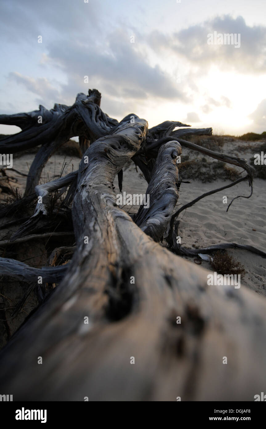 Sabina tree hi-res stock photography and images - Alamy