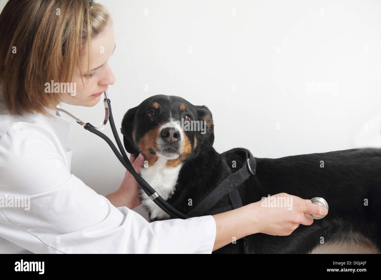 Female veterinarian examining dogs chest Stock Photo - Alamy