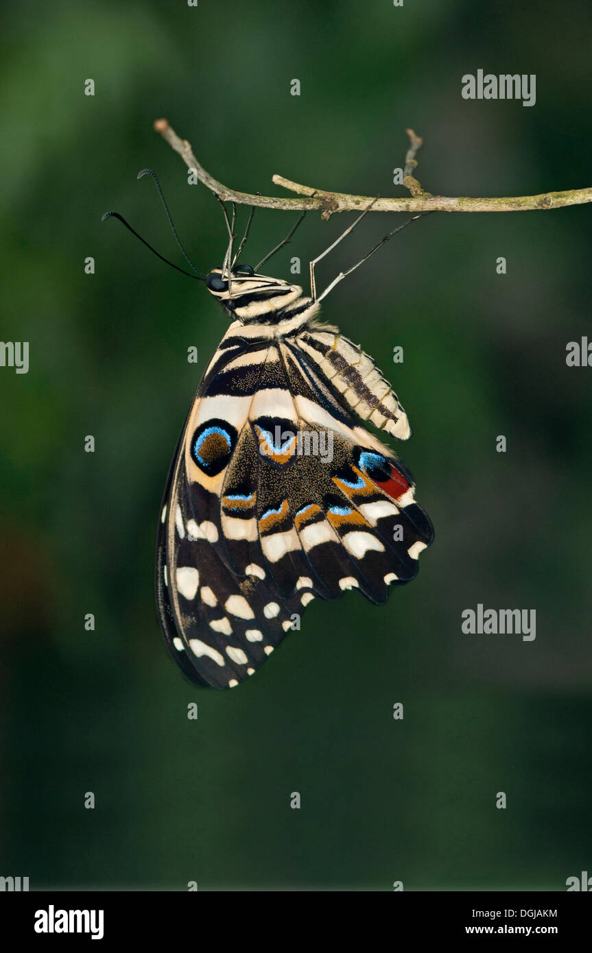 Citrus Swallowtail (Papilio demodocus), tropical butterfly, Afrika ...