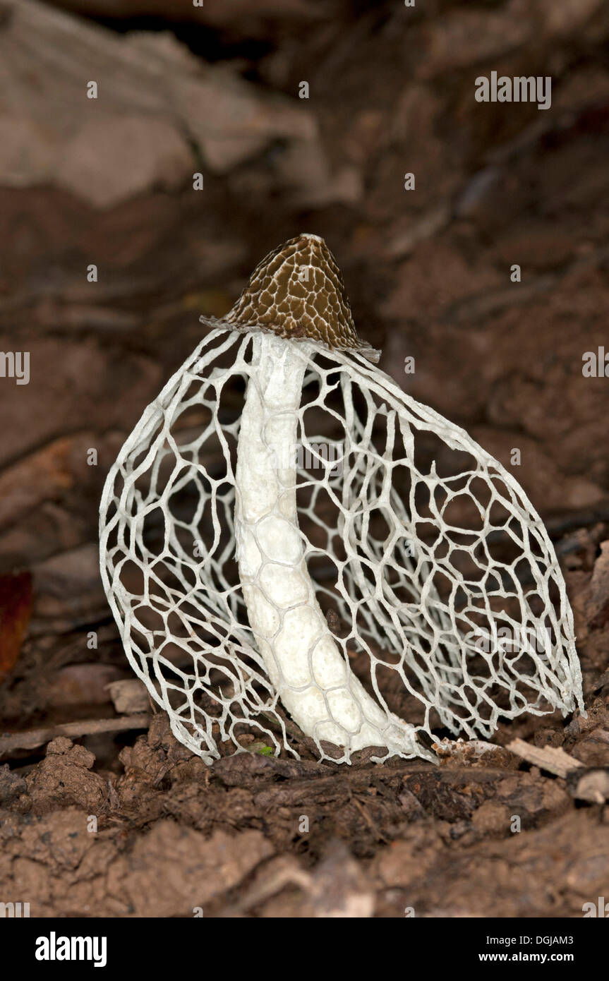 Phallus indusiatus hi-res stock photography and images - Alamy