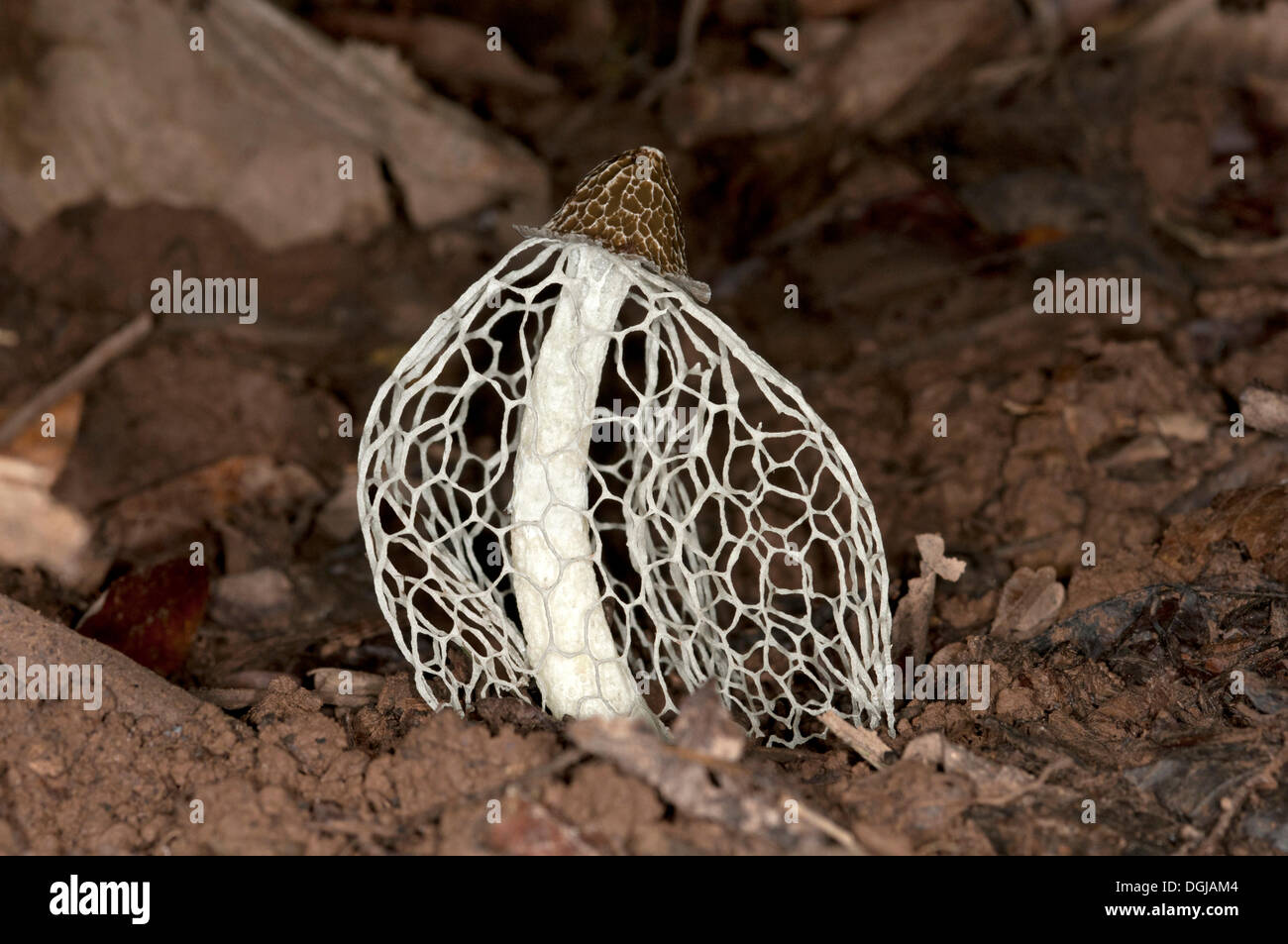 Veiled fungus hi-res stock photography and images - Alamy