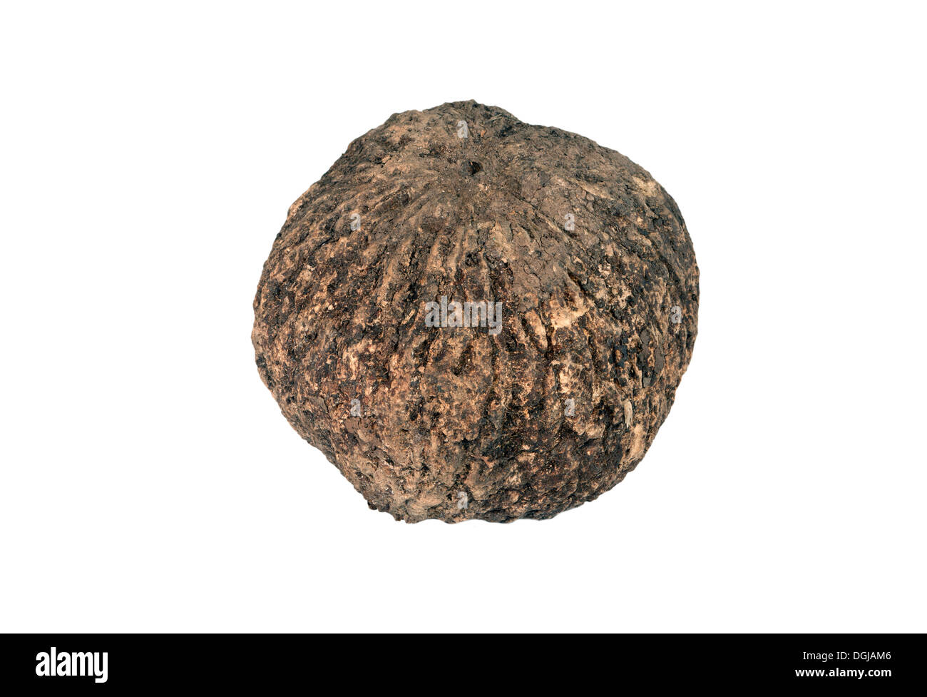 Ripe fruit capsule with Brazil nuts, seeds of the Brazil Nut Tree ...