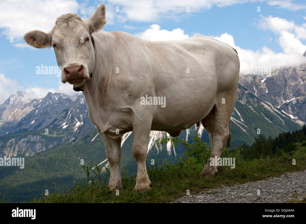 Tyrol Grey Cattle High Resolution Stock Photography and Images - Alamy
