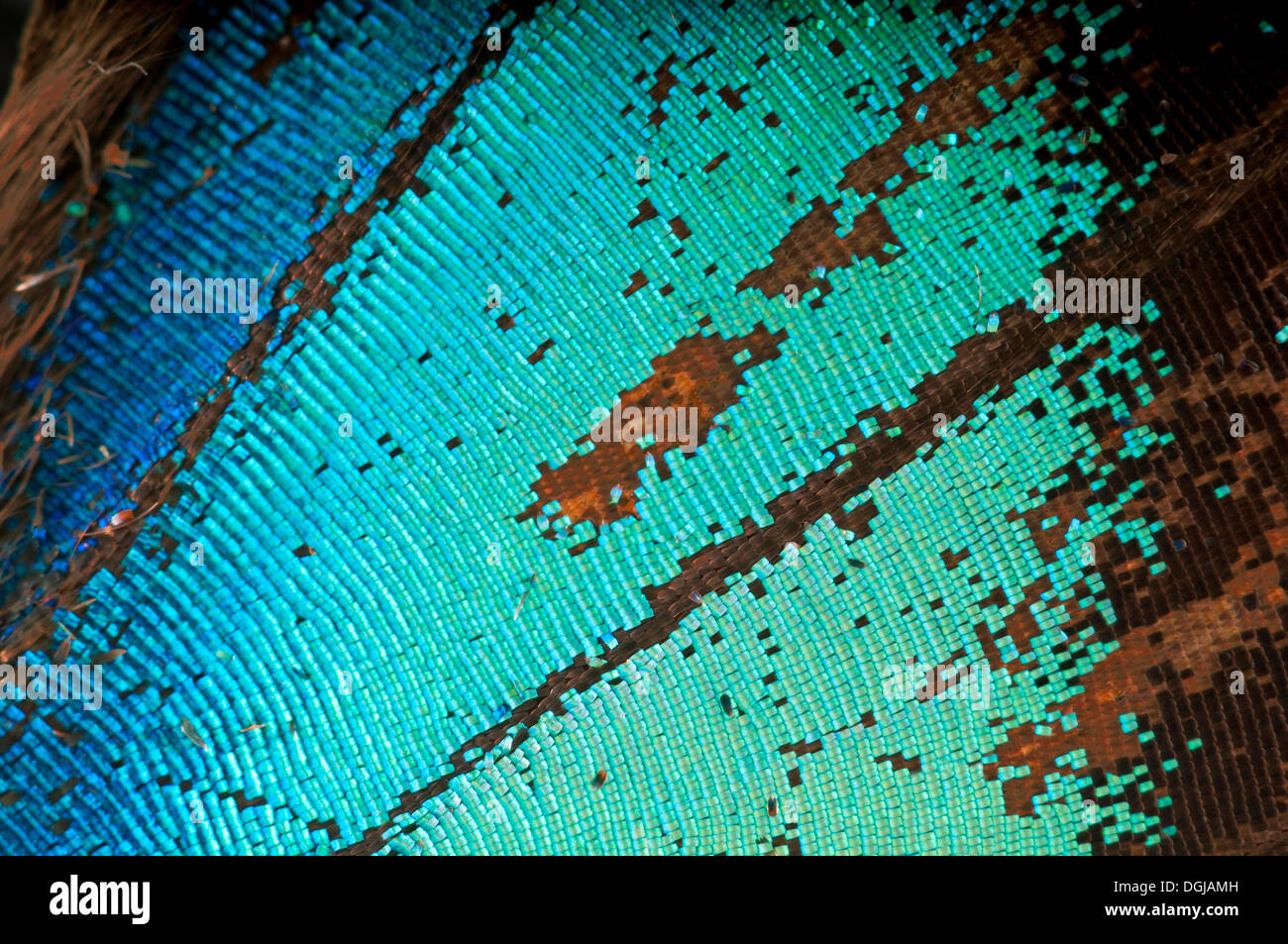 Scales of a butterfly wing from a Meander Prepona (Archaeoprepona ...
