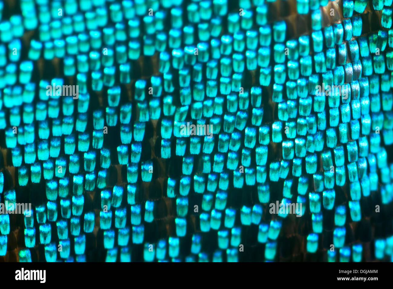Scales of a butterfly wing from a Meander Prepona (Archaeoprepona ...