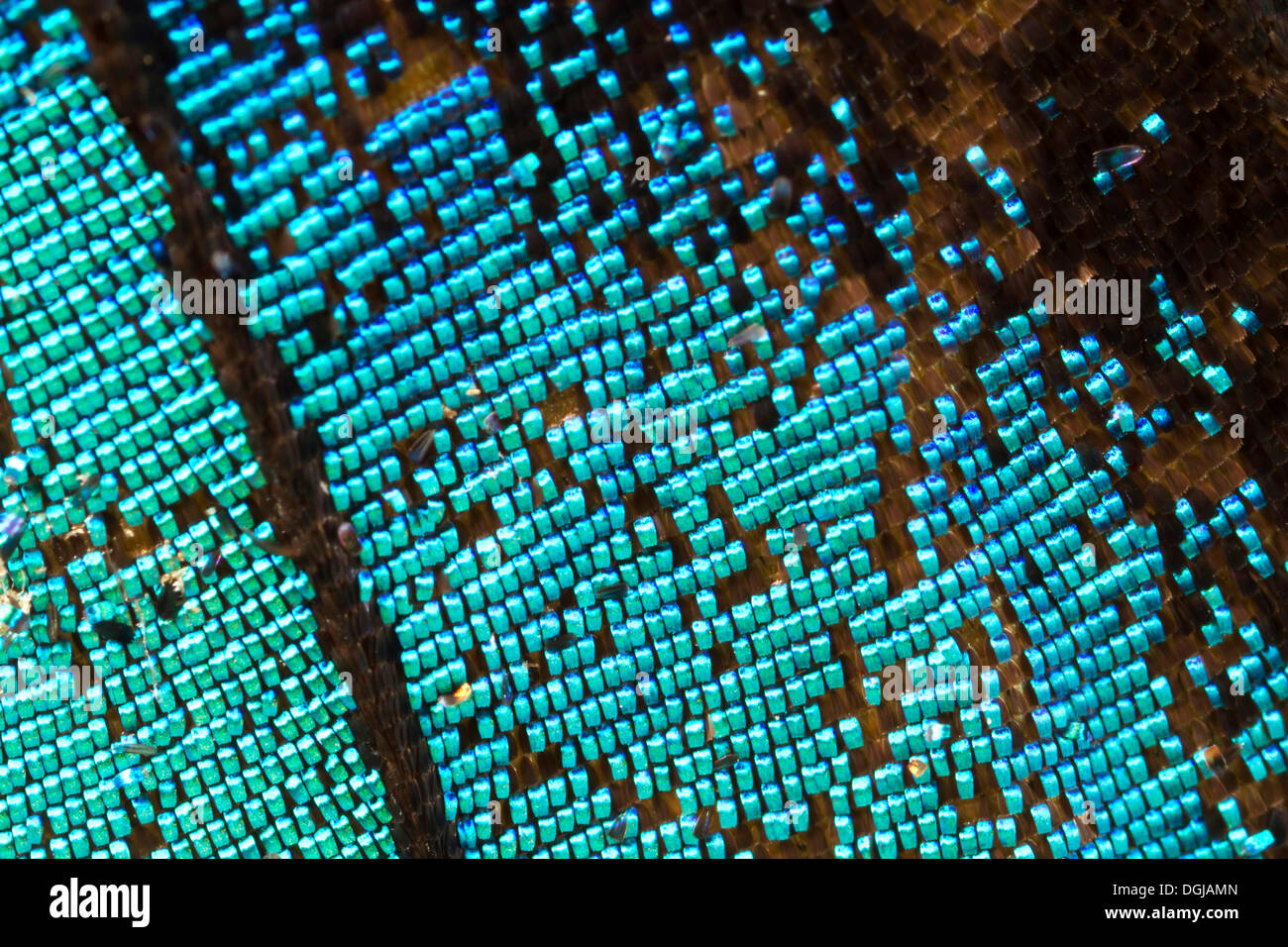 Scales of a butterfly wing from a Meander Prepona (Archaeoprepona ...