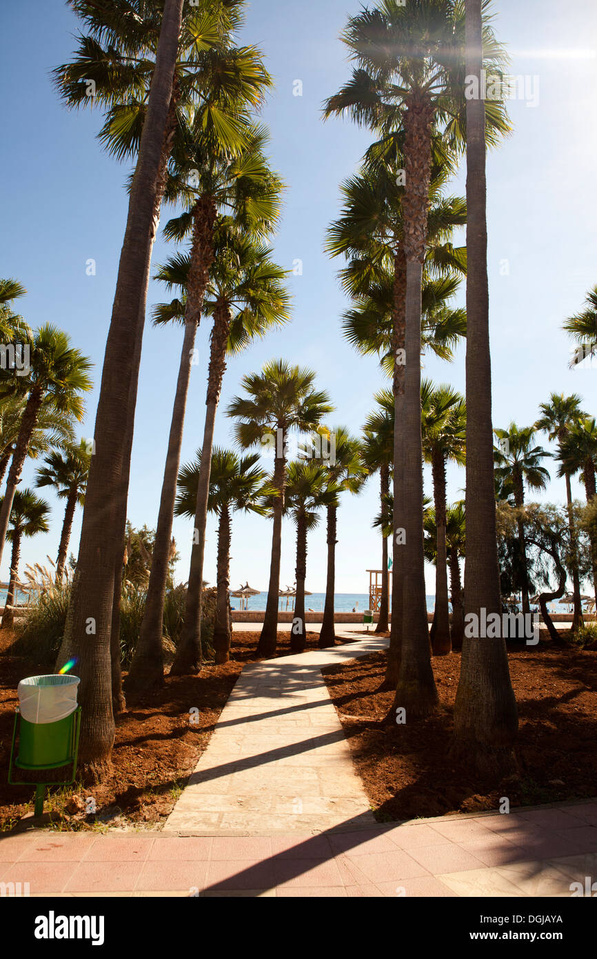 Palm Trees at the Beach Stock Photo - Alamy