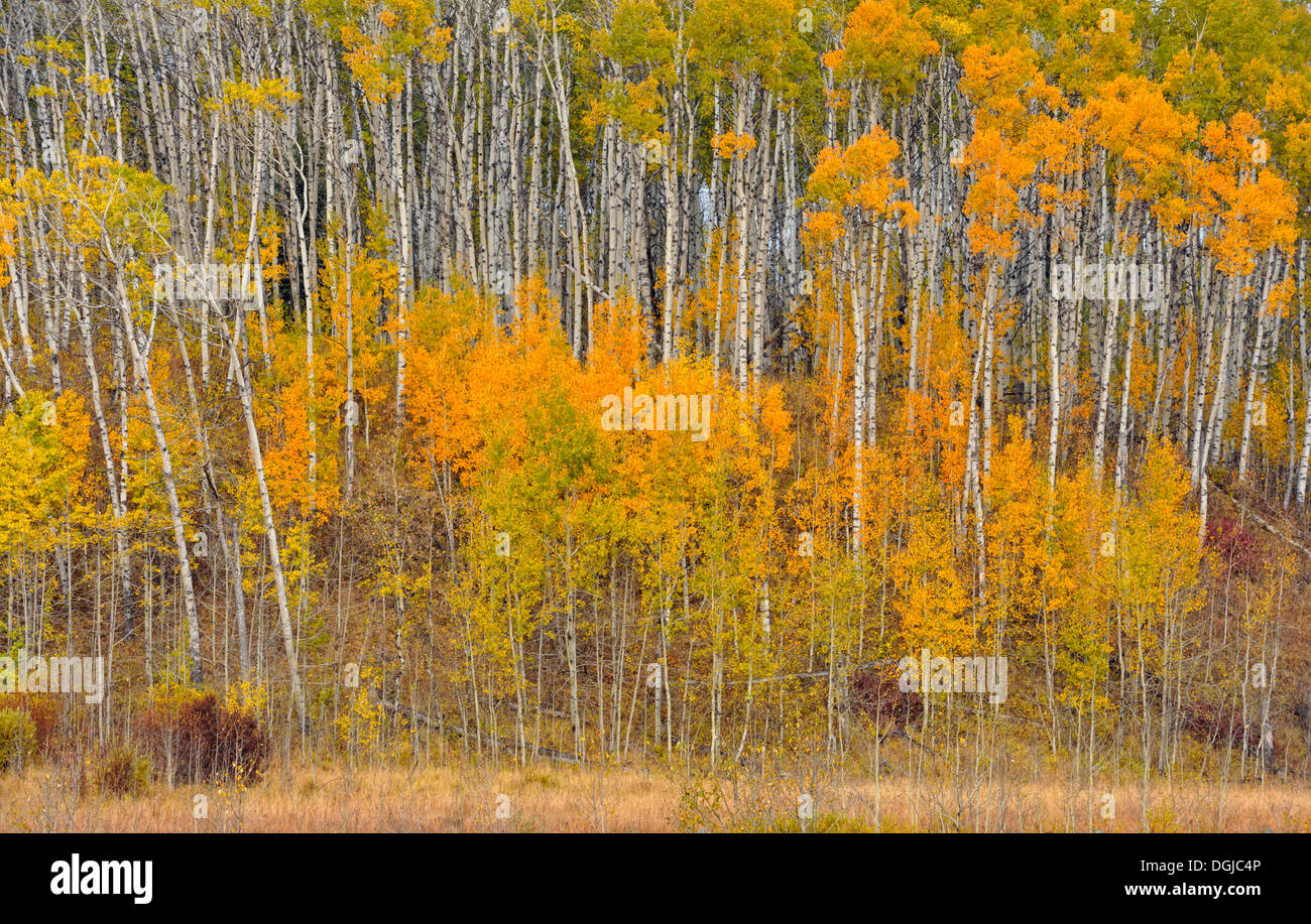 Autumn aspens near Longview Alberta Canada Stock Photo - Alamy