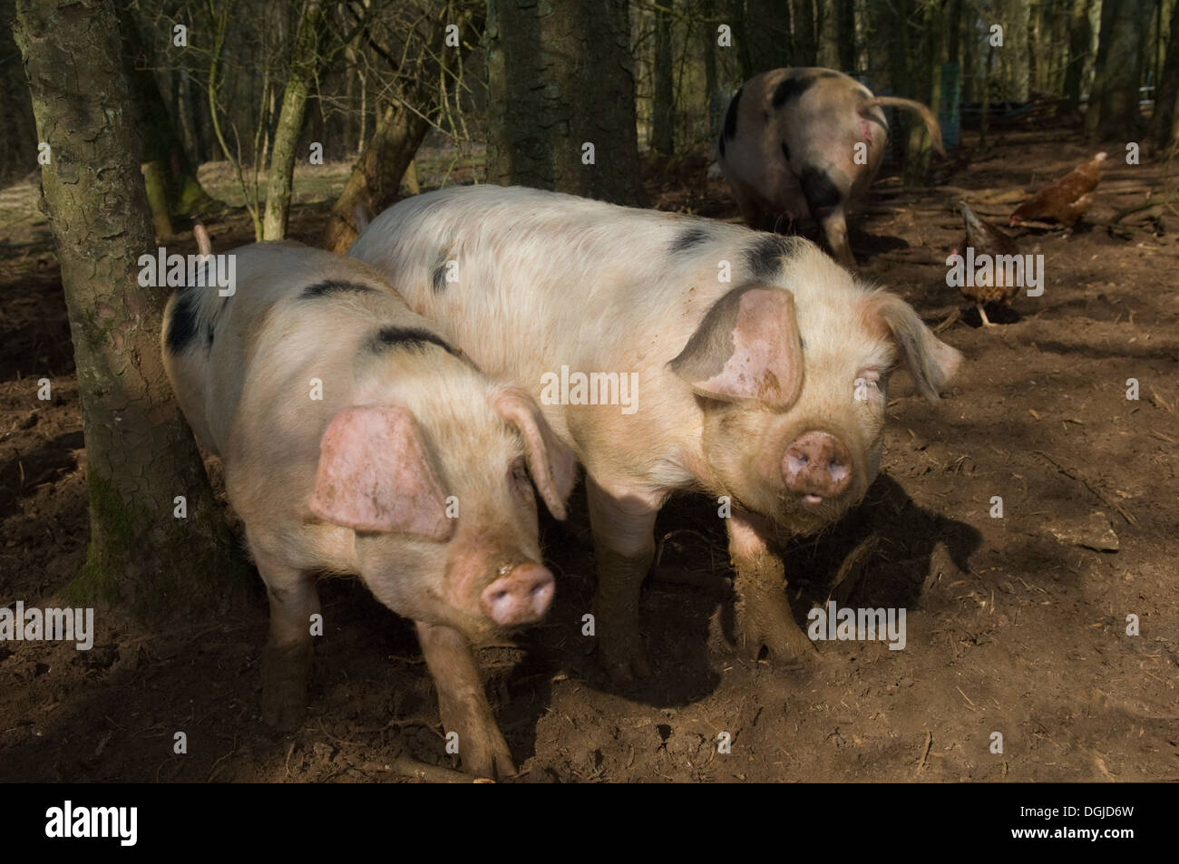 Pigs in mud hi-res stock photography and images - Alamy
