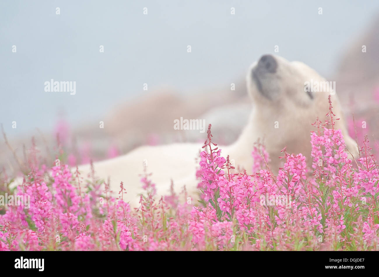 Churchill polar bears fireweed hi-res stock photography and images - Alamy