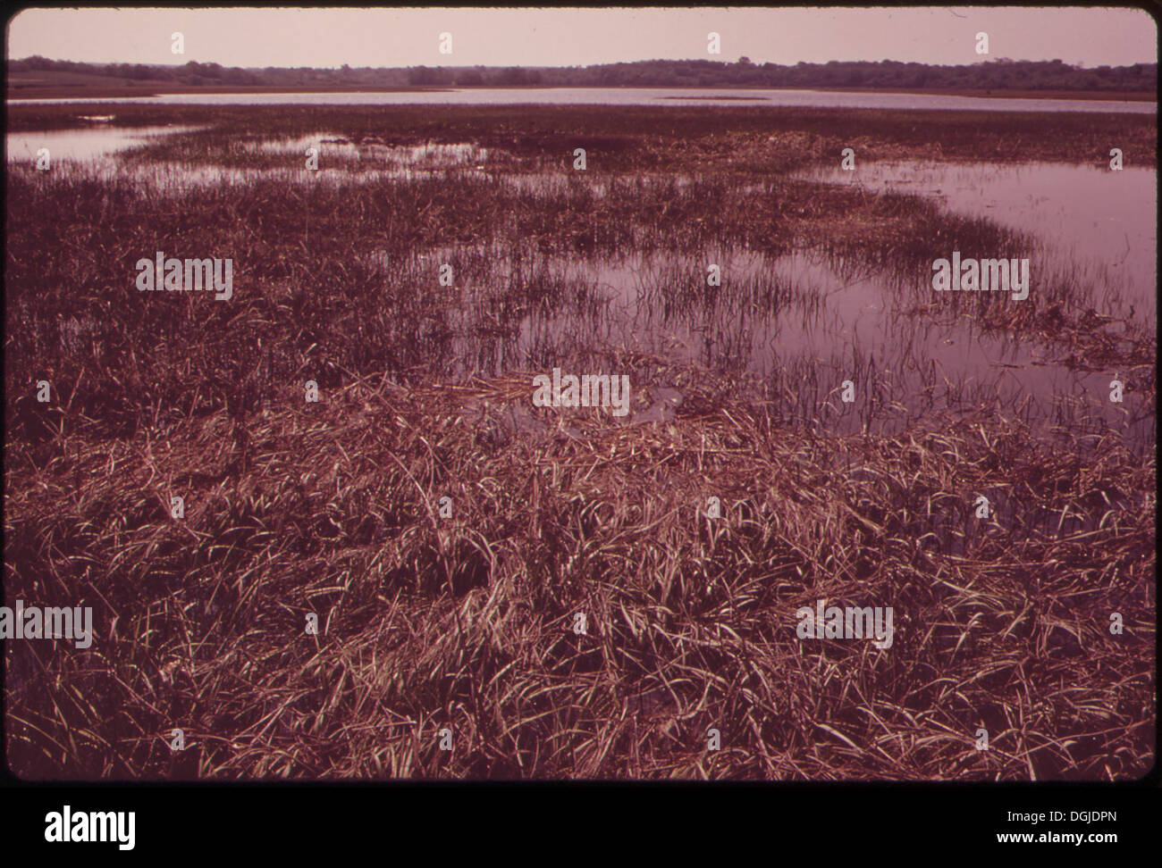 The Tiverton Salt Marsh is a natural wetland area, rich in biodiversity ...