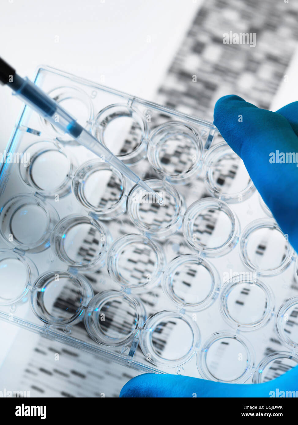 DNA sample being pipetted into multi well plate with DNA gel below ...