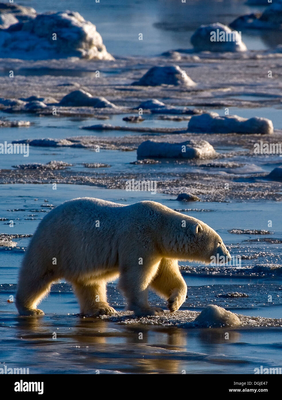 Polar Bear (Ursa maritimus) on sub-arctic Hudson Bay ice and snow ...