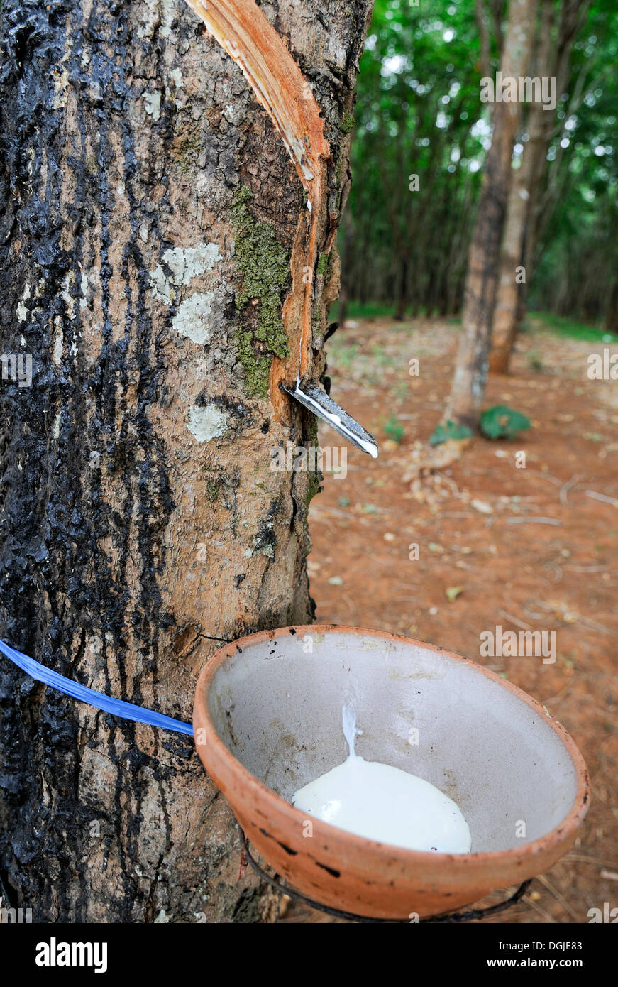 Natural caoutchouc hi-res stock photography and images - Alamy