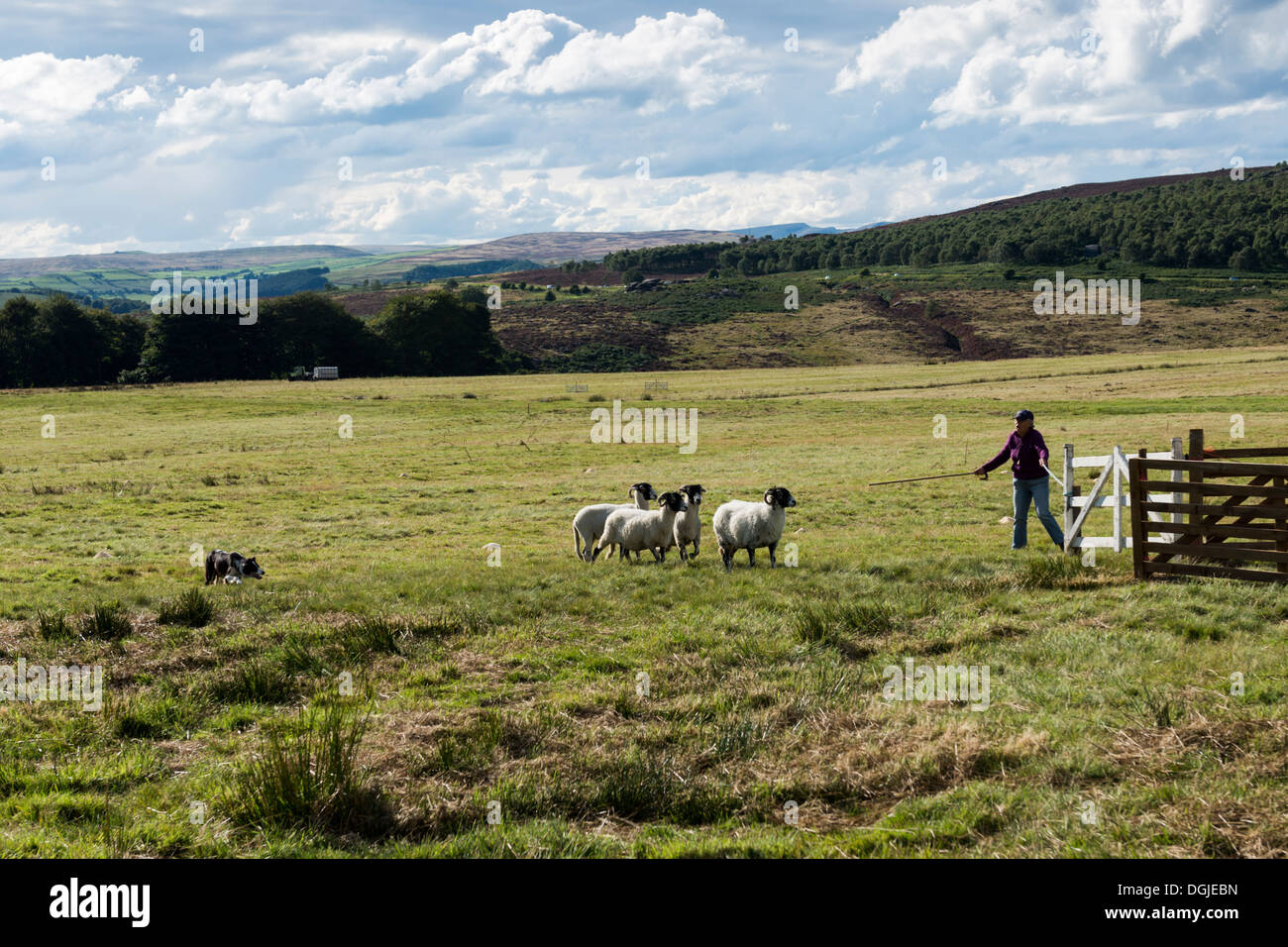 Dog rounding up sheep hi-res stock photography and images - Alamy