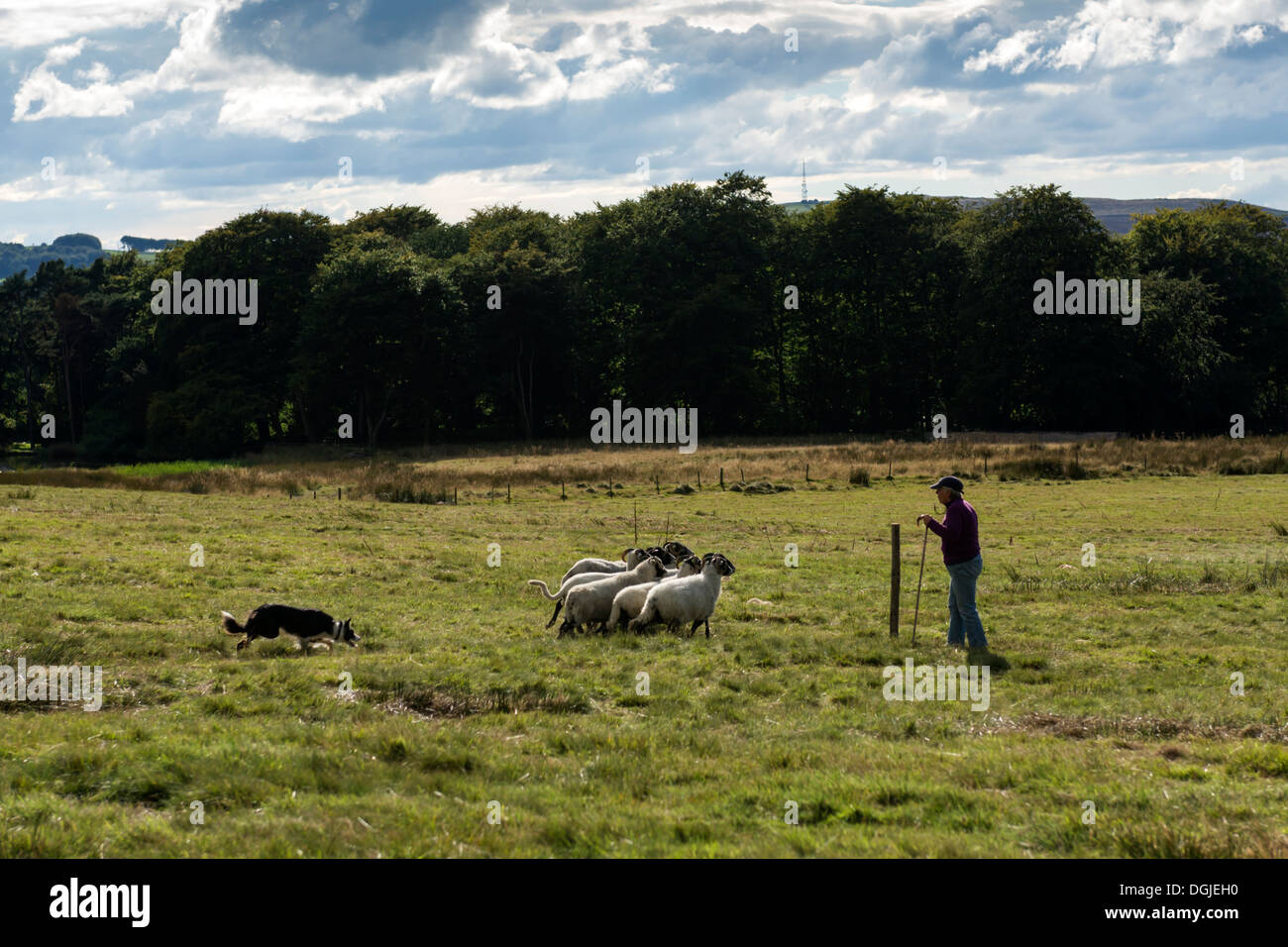 Shepherd with sheepdog rounding up flock of sheep at the Longshaw ...