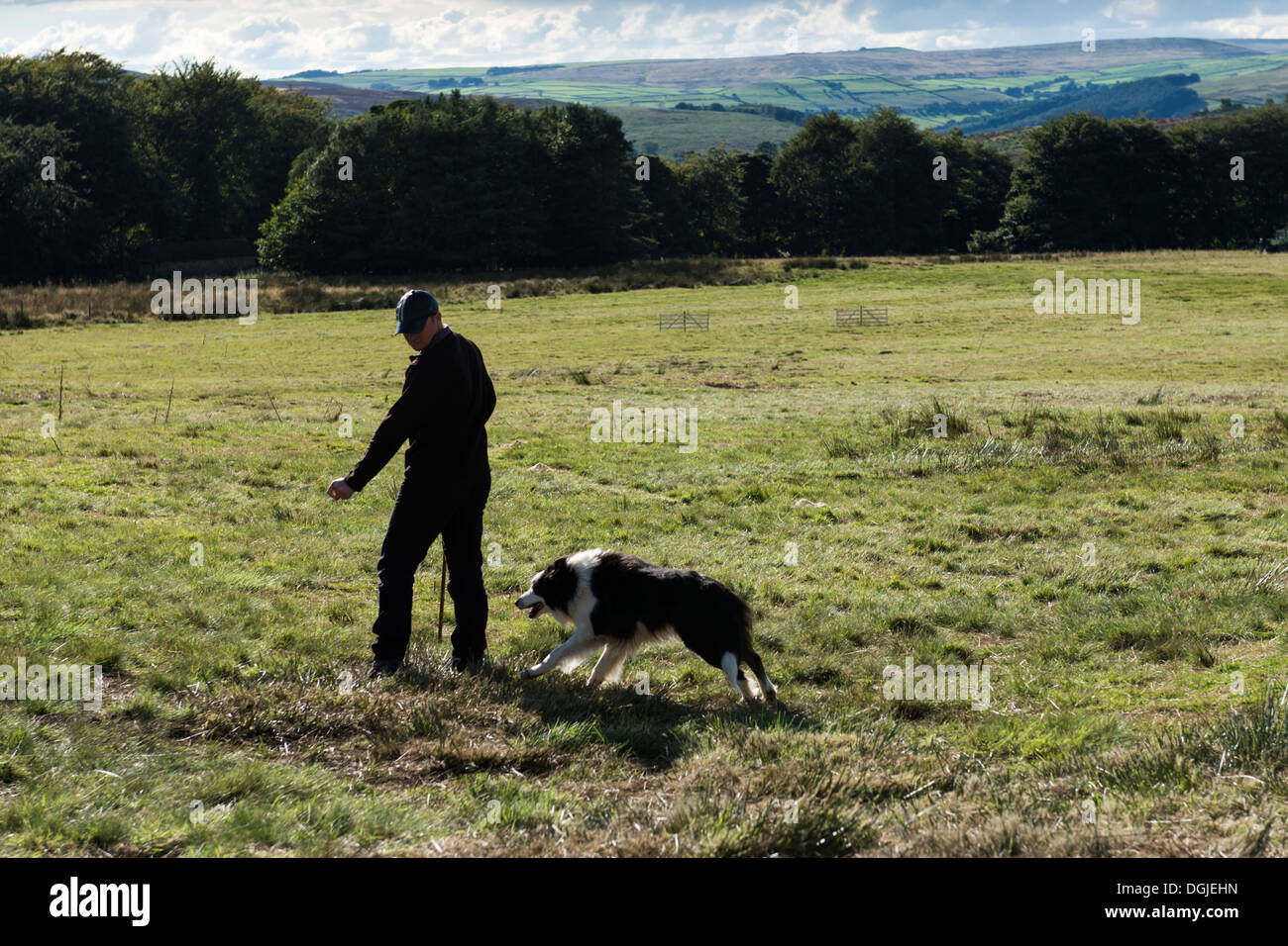 Sheep dog trial hi-res stock photography and images - Alamy