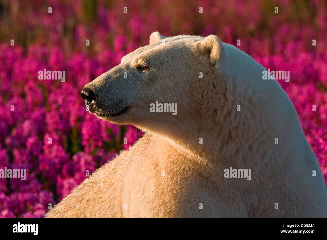 Churchill polar bears fireweed hi-res stock photography and images - Alamy