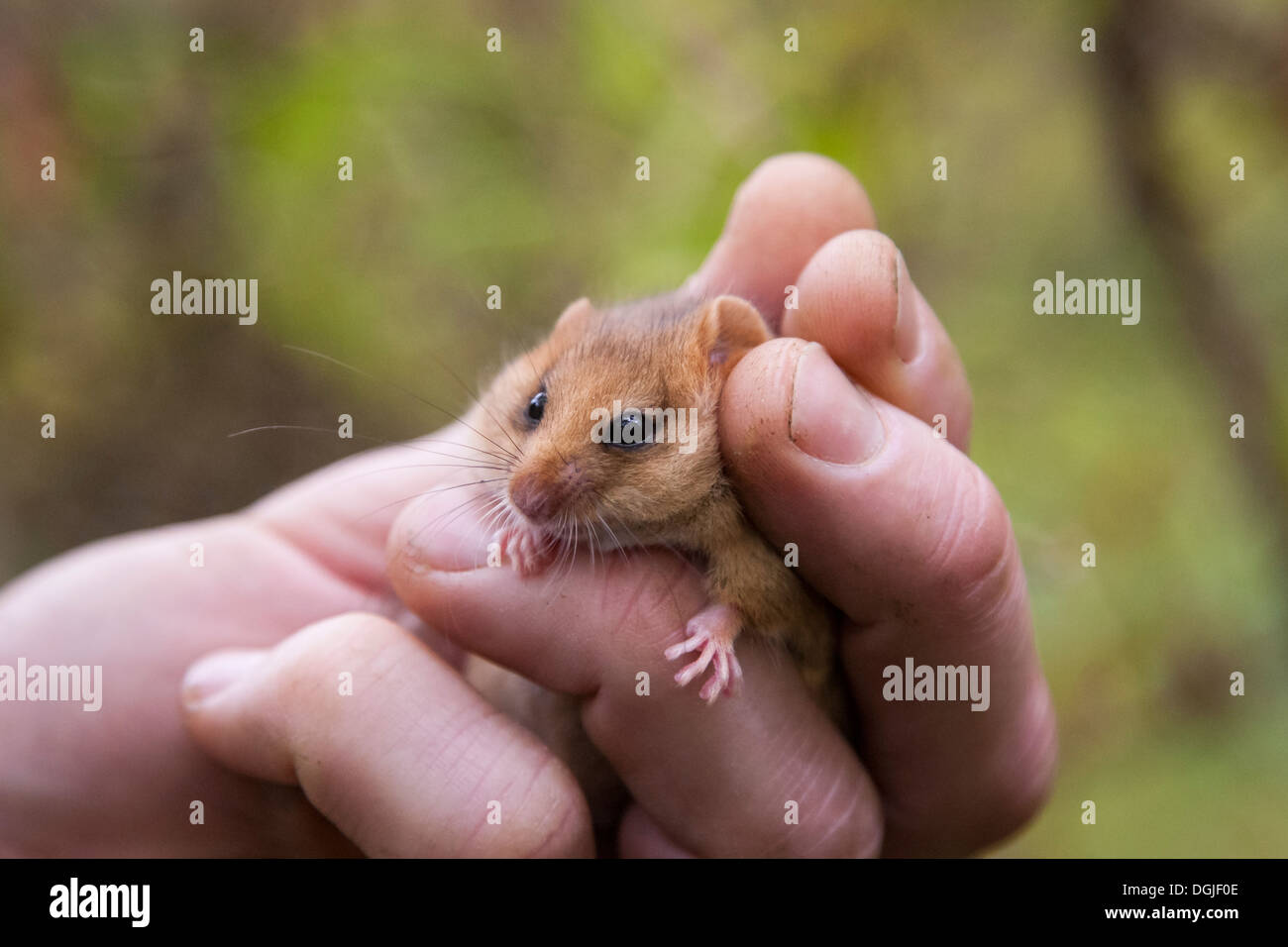 Common Hazel Dormouse (Muscardinus avellanarius) removed from nest box ...