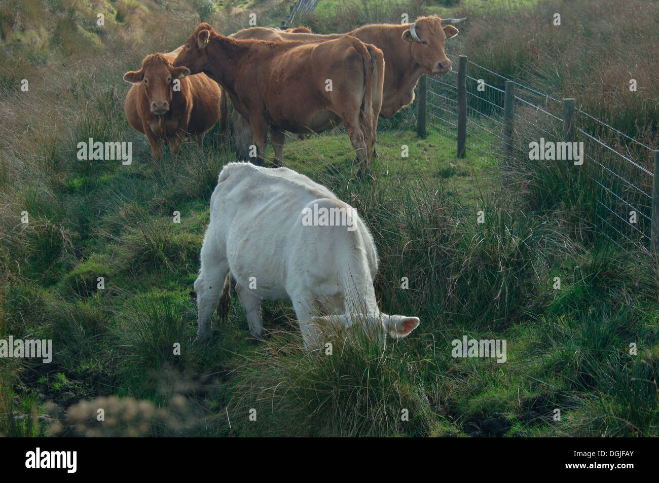 Healthy cows hi-res stock photography and images - Alamy