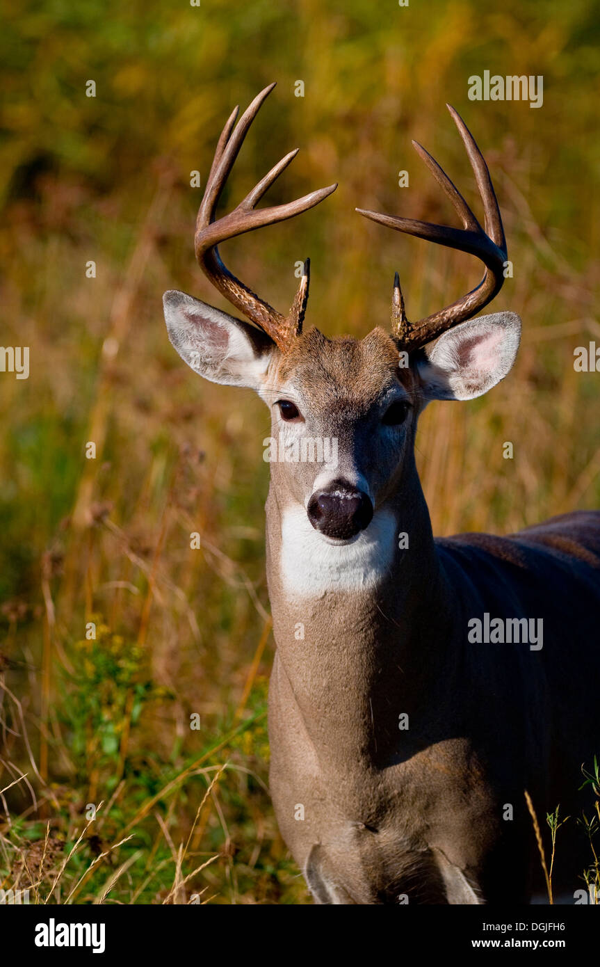 White-tailed Deer (Odocoileus virginianus Stock Photo - Alamy