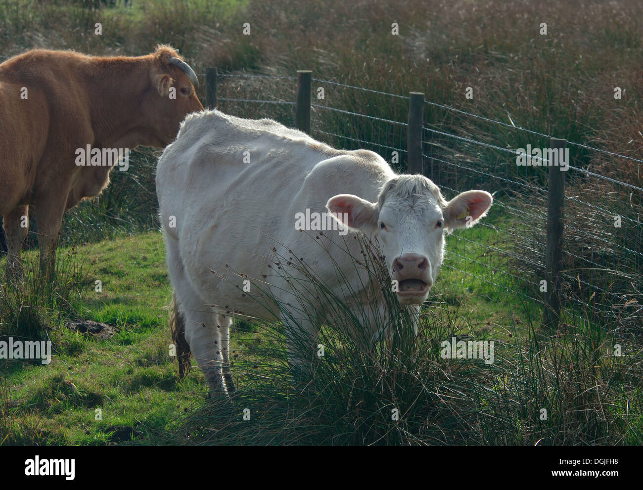 Mature cows hi-res stock photography and images - Alamy