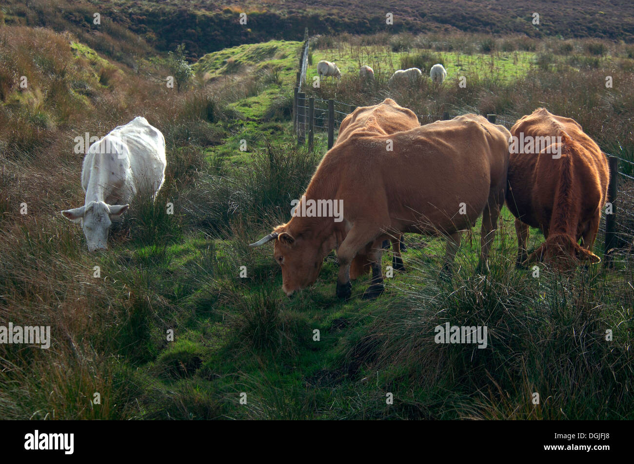Mature cows hi-res stock photography and images - Alamy