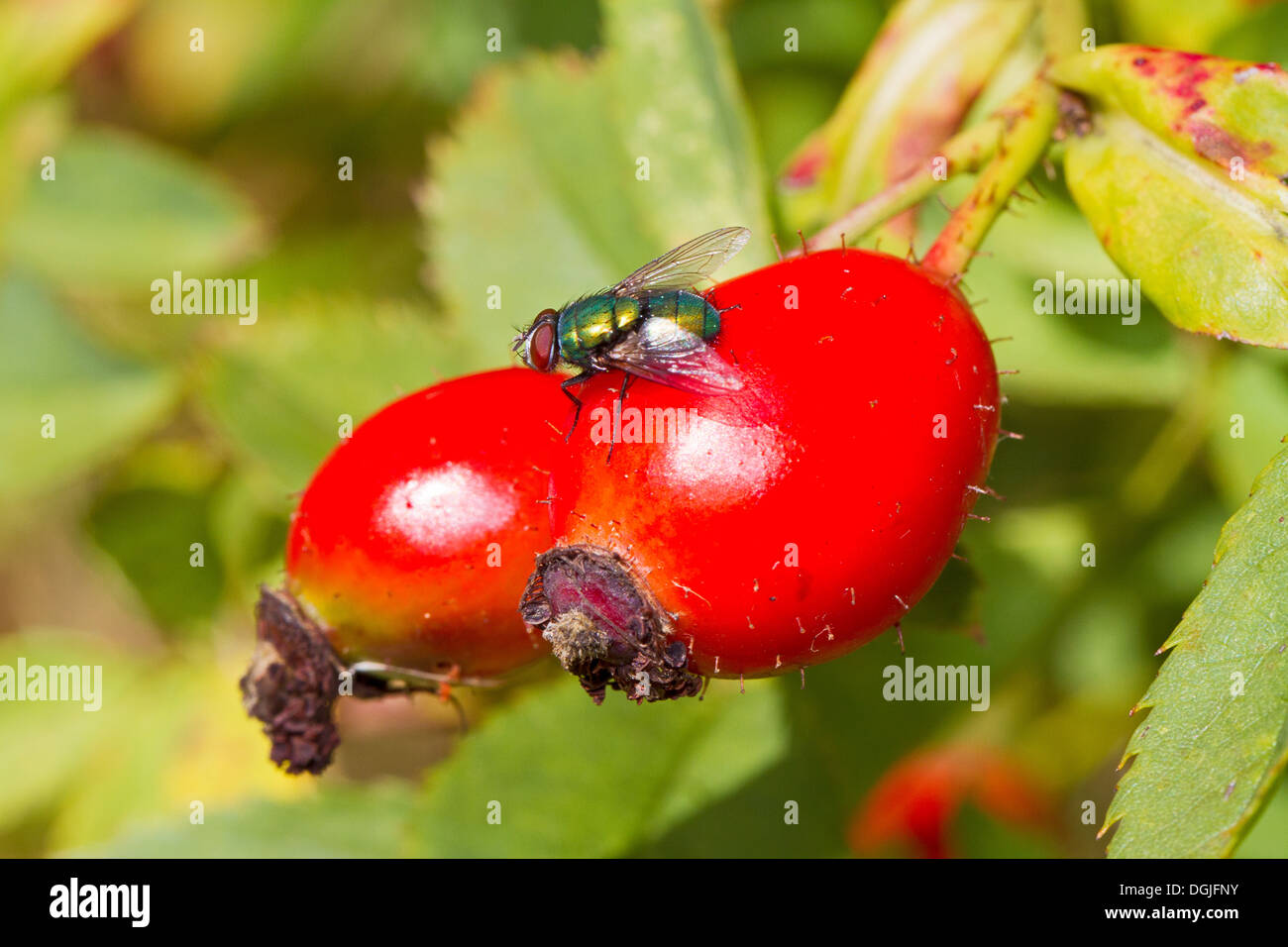 A Greenbottle flyon rose-hips Stock Photo - Alamy