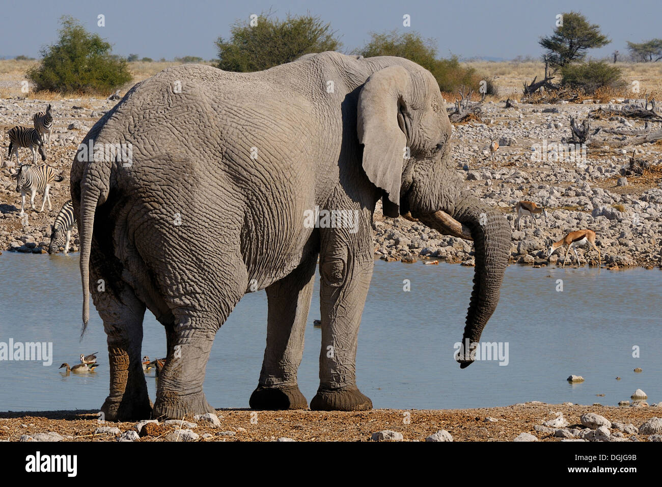 African elephant resting trunk on hi-res stock photography and images ...
