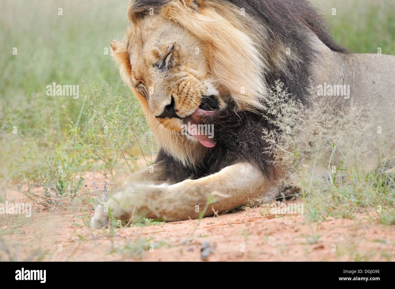 Male lion washing hi-res stock photography and images - Alamy