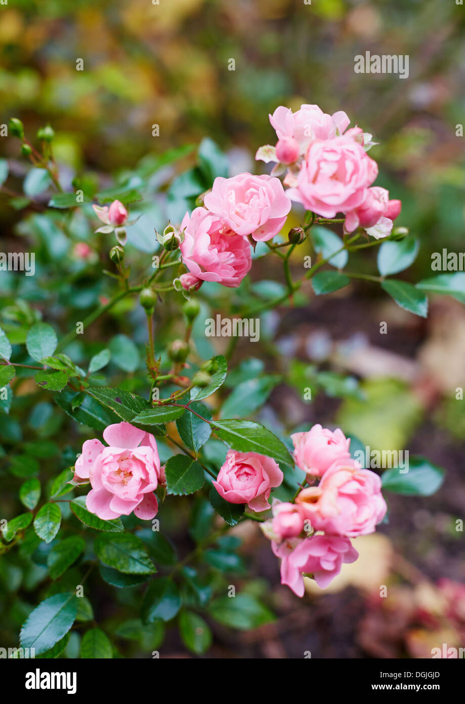 pink roses in garden Stock Photo - Alamy
