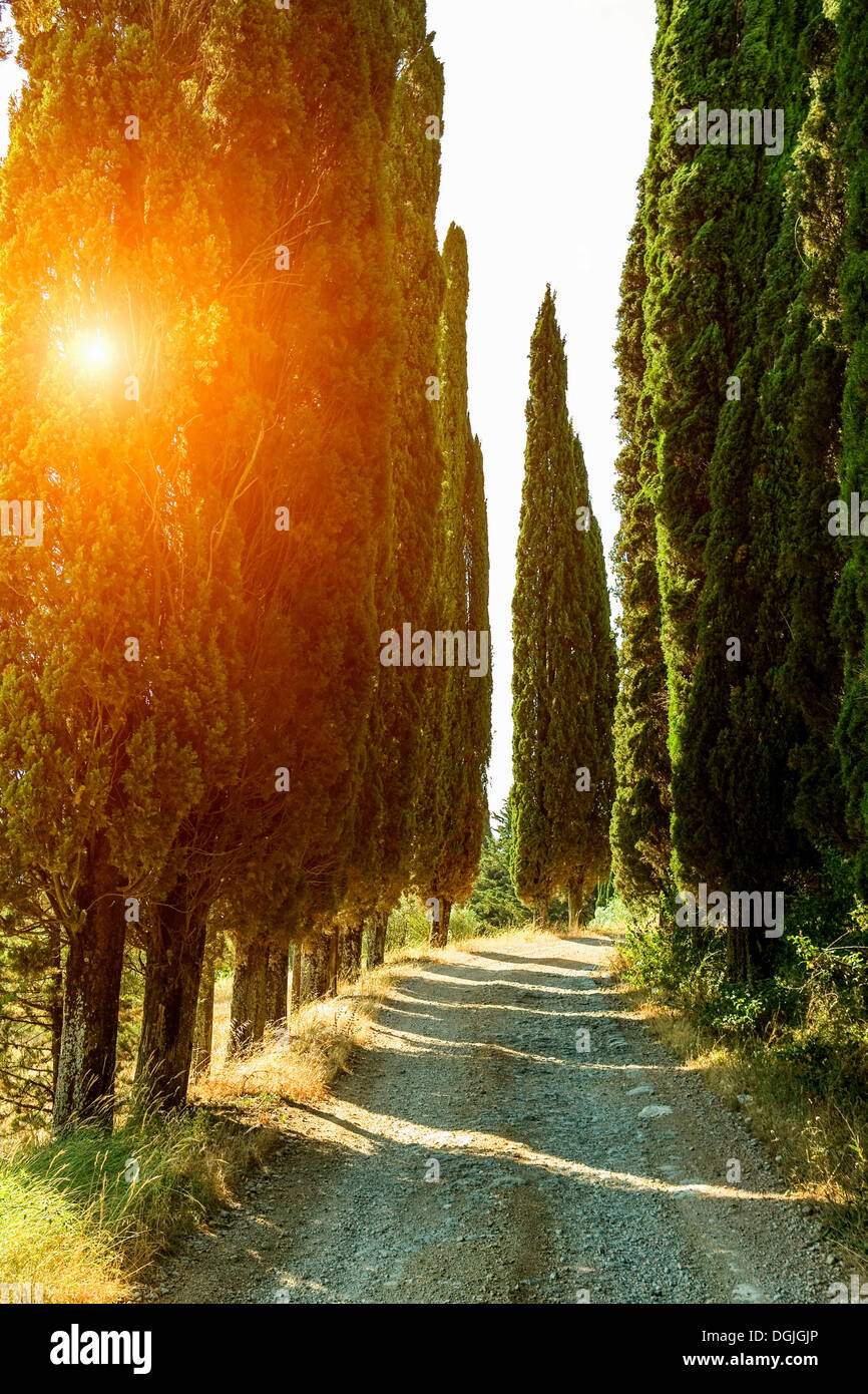 Rural road lined with cypress trees, Tuscany, Italy Stock Photo - Alamy
