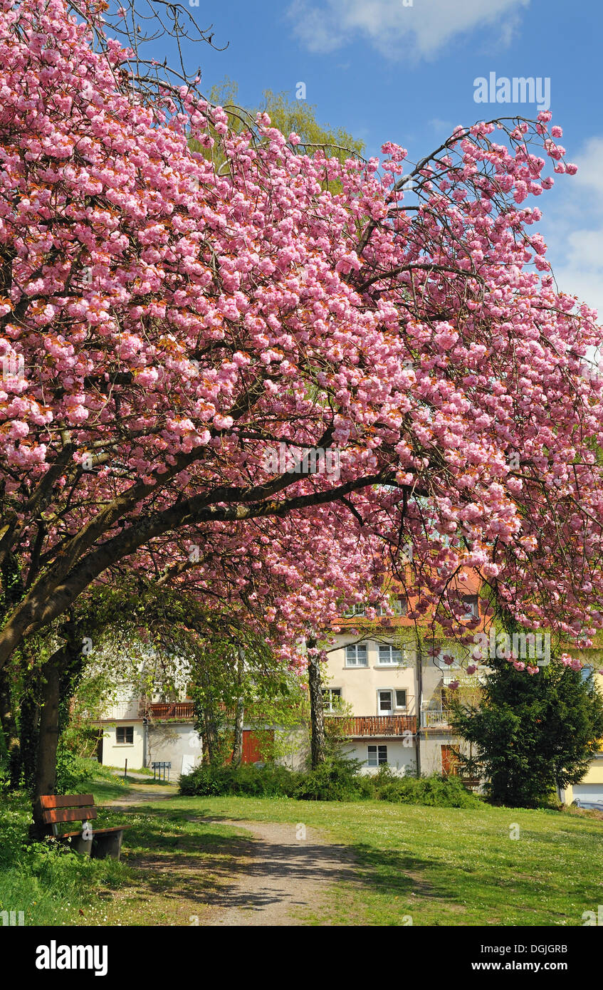 East asian cherry hi-res stock photography and images - Alamy
