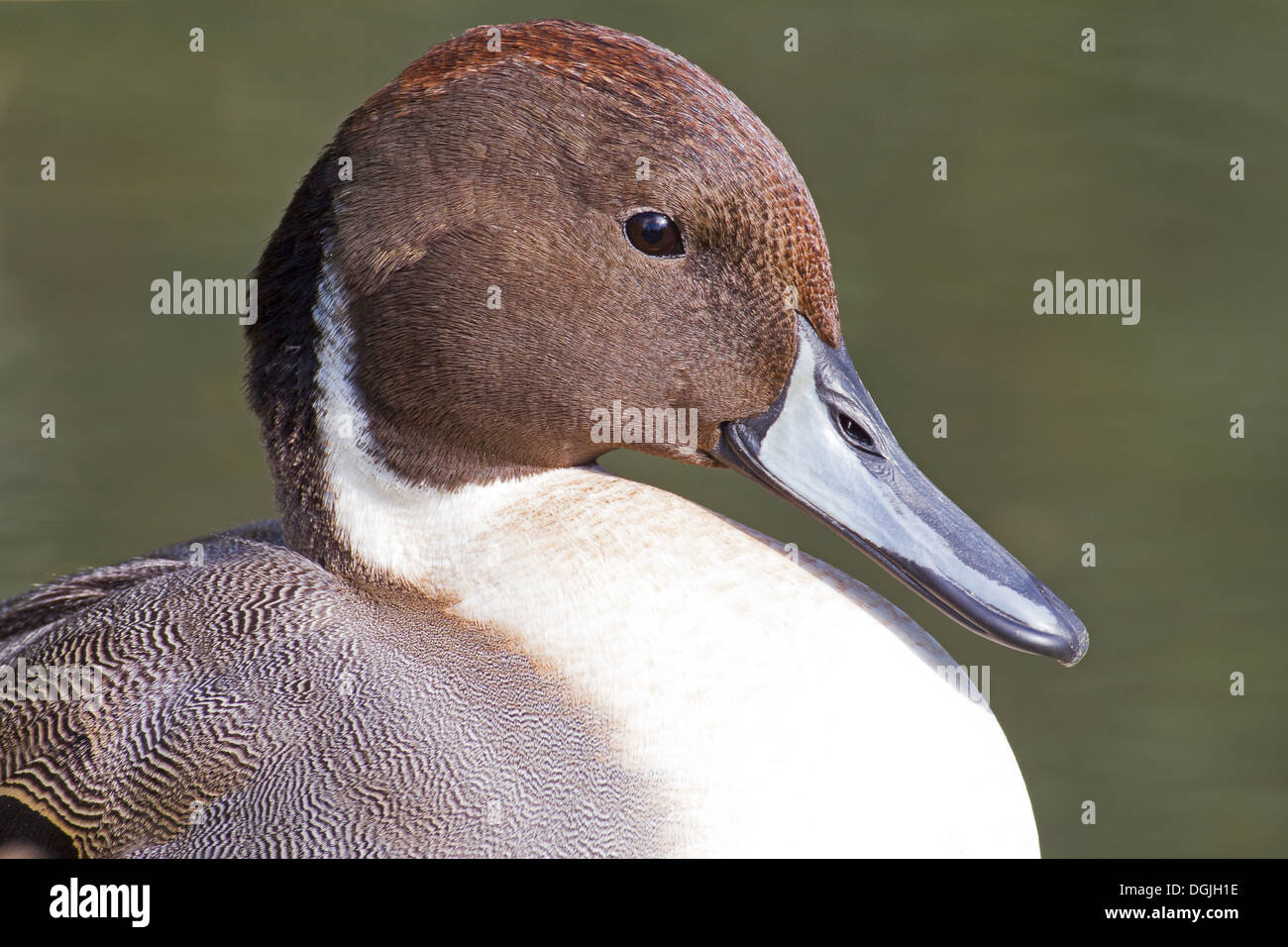 Male pintail head hi-res stock photography and images - Alamy