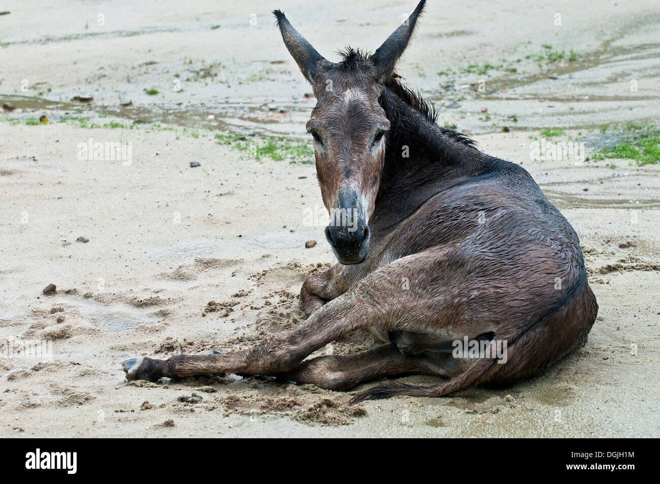 Gsl6013wt hi-res stock photography and images - Alamy