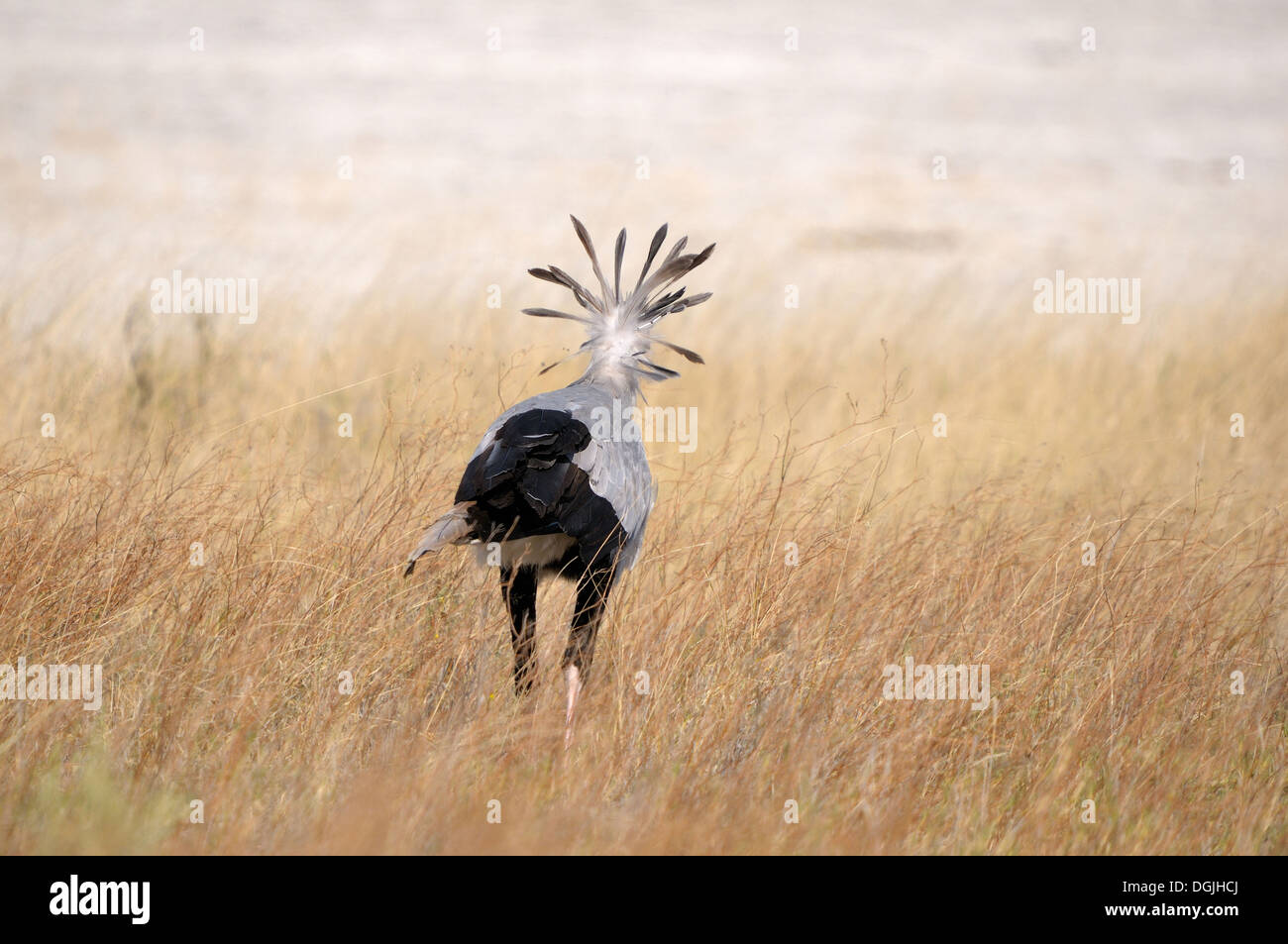 Back view of bird hi-res stock photography and images - Alamy