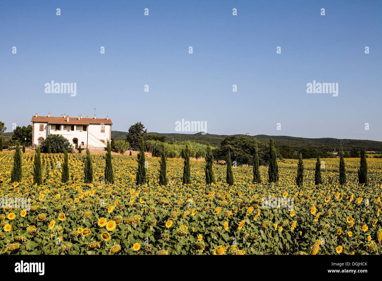 Field sunflowers front farmhouse hi-res stock photography and images ...