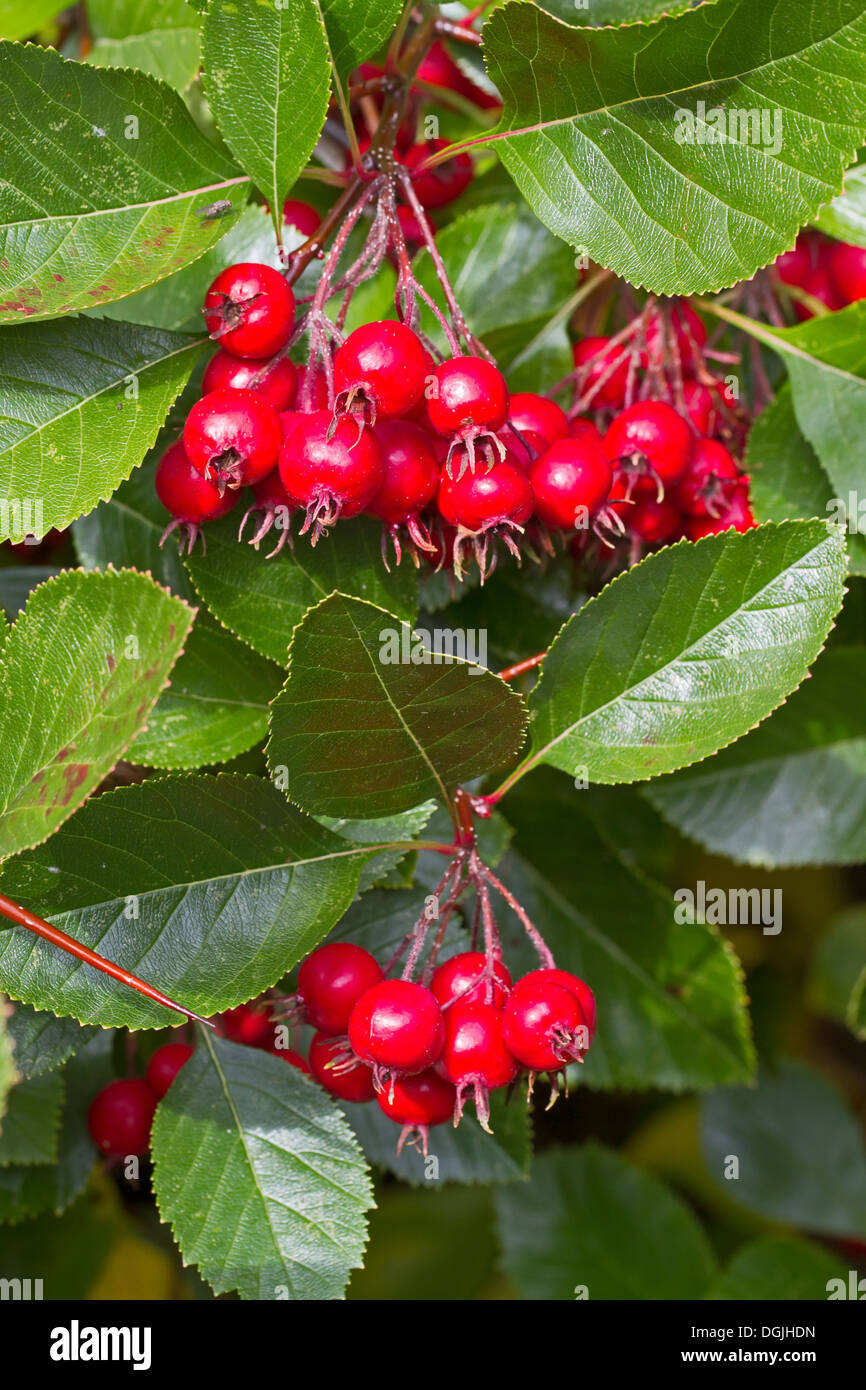 Broad leaved cockspur thorn hi-res stock photography and images - Alamy