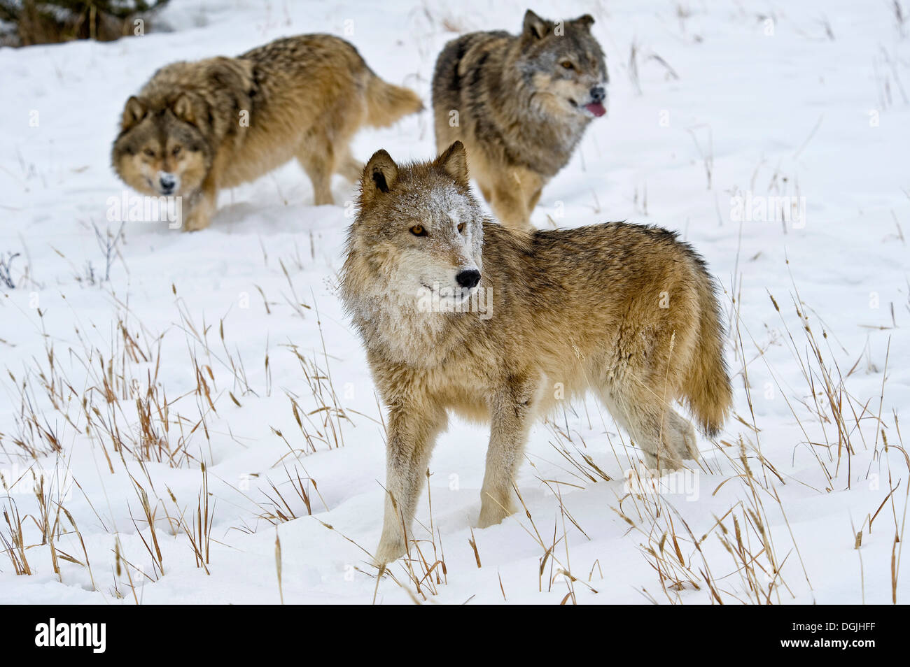 Alpha wolf hi-res stock photography and images - Alamy
