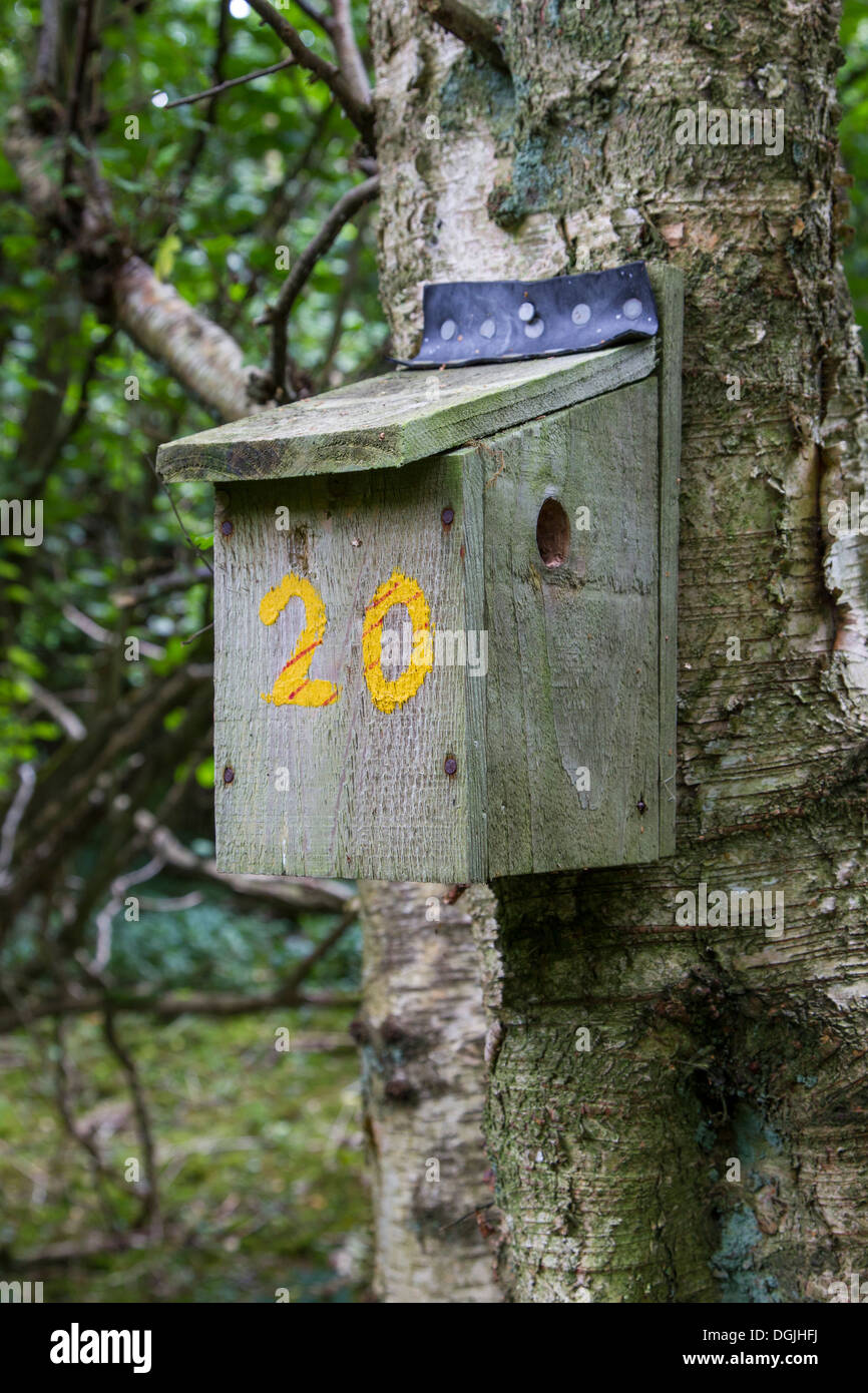 Common Dormouse (Muscardinus avellanarius) man made nest box in Hazel ...
